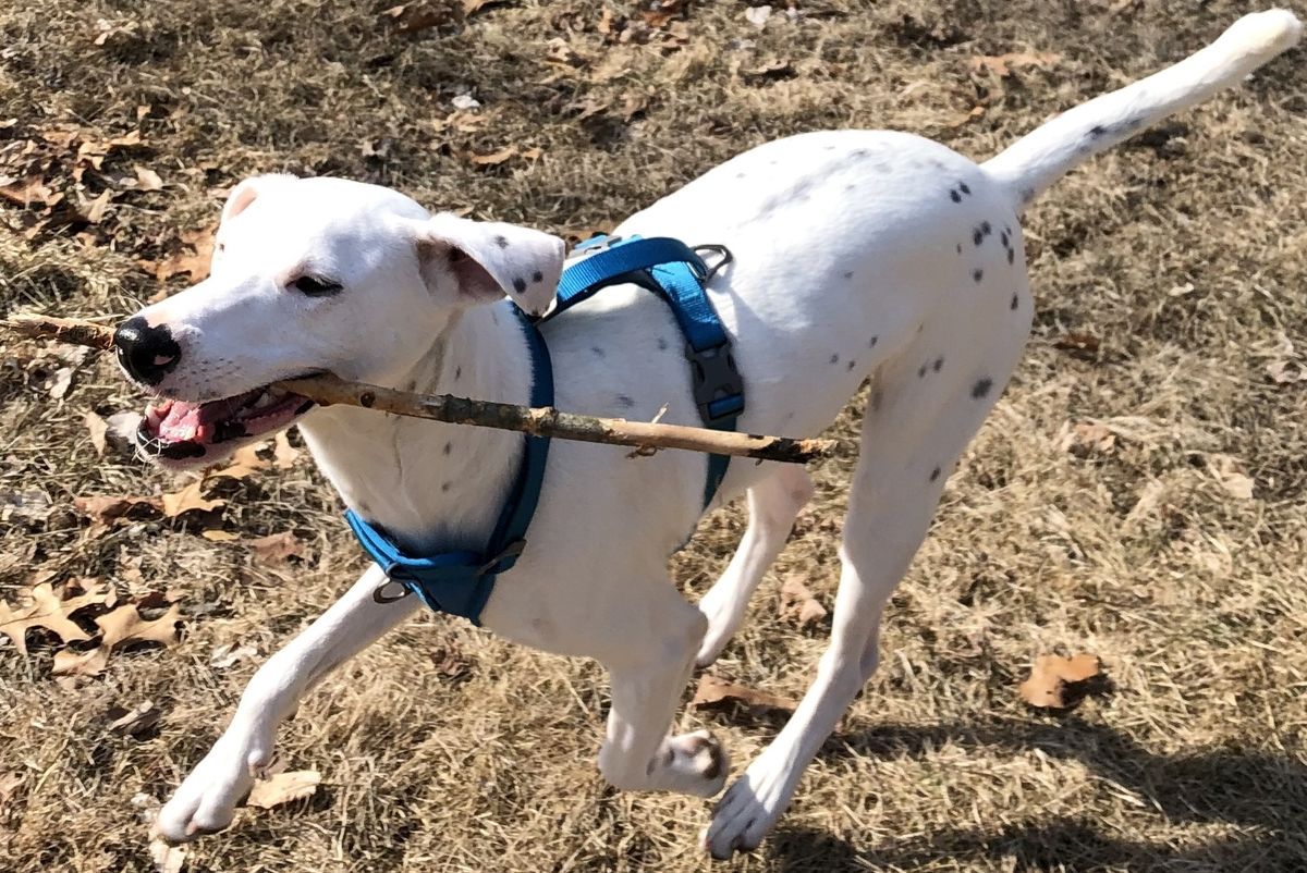 The pets of PC Gamer | PC Gamer