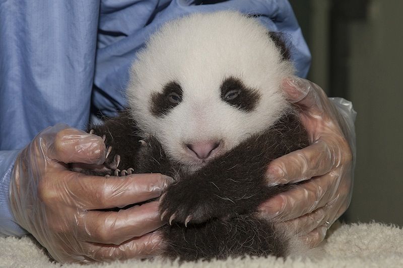 Baby Panda Pics: See a Cub Growing Up | Live Science