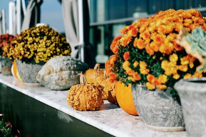 7 festive ways to decorate with mums for fall | Real Homes