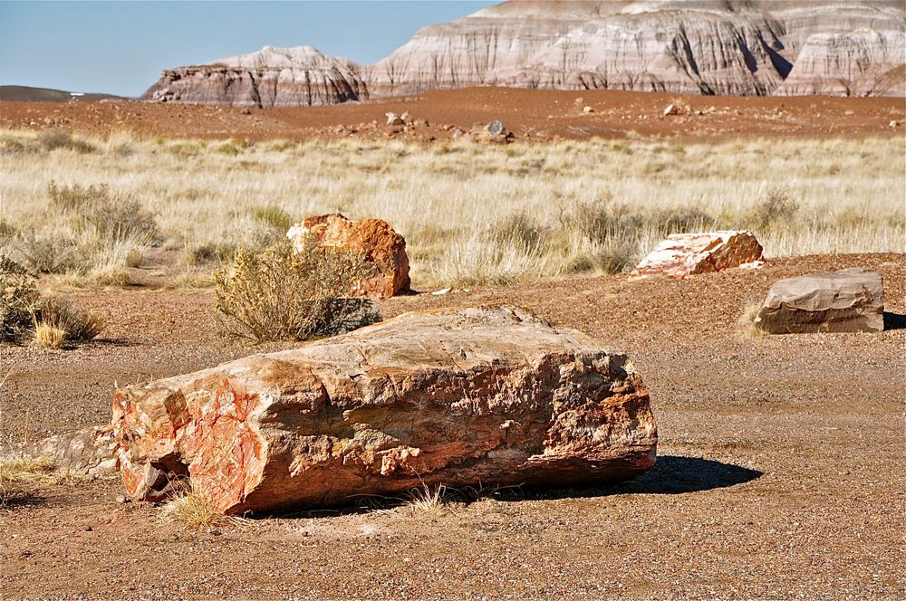 Past Preserved: Photos of the Petrified Forest: Page 2 | Live Science
