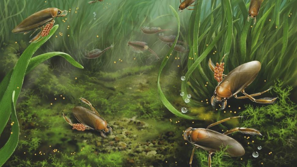 Jurassic insect wore eggs on its legs, fossils show | Live Science