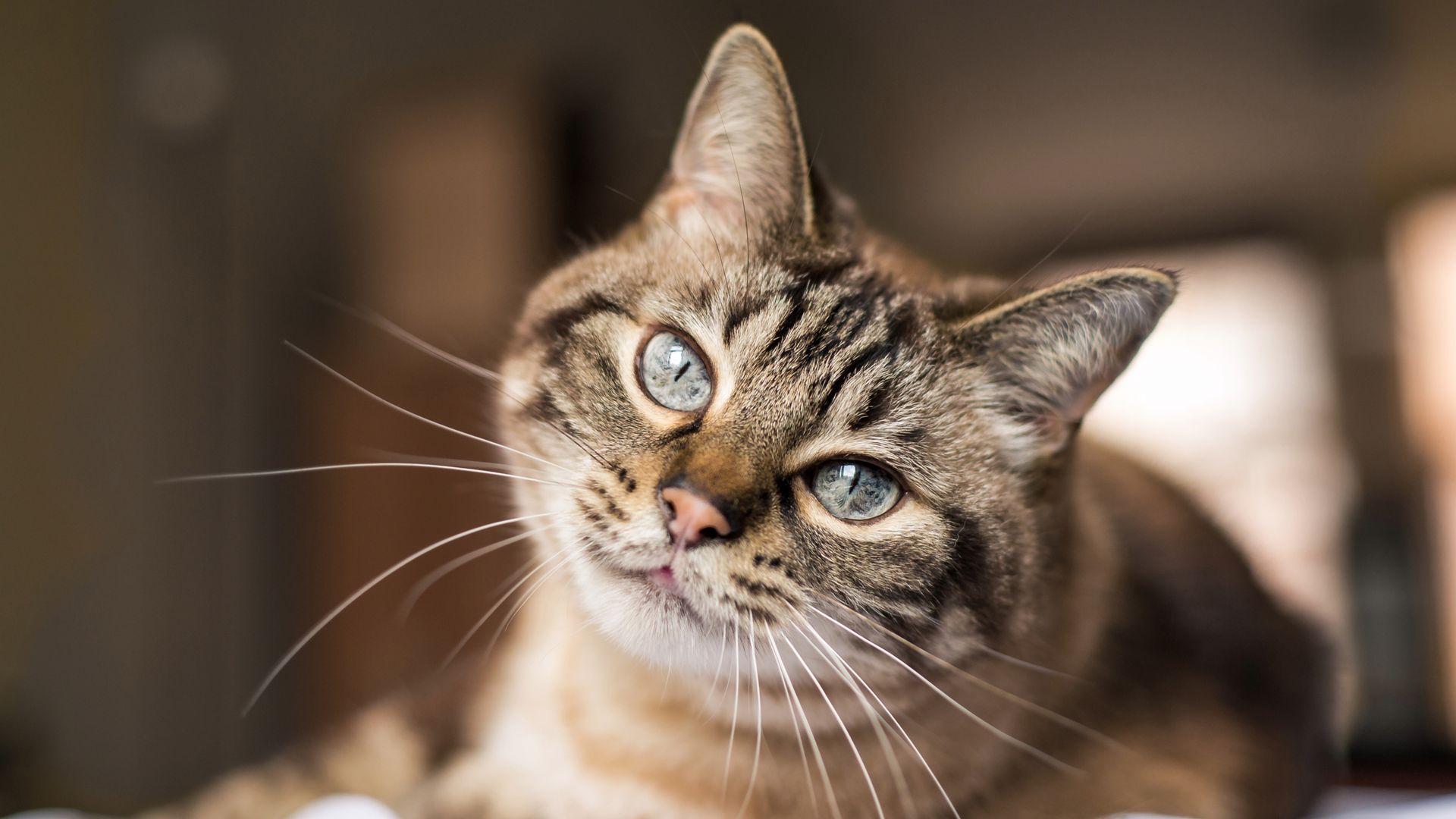 32 quietest cat breeds | PetsRadar