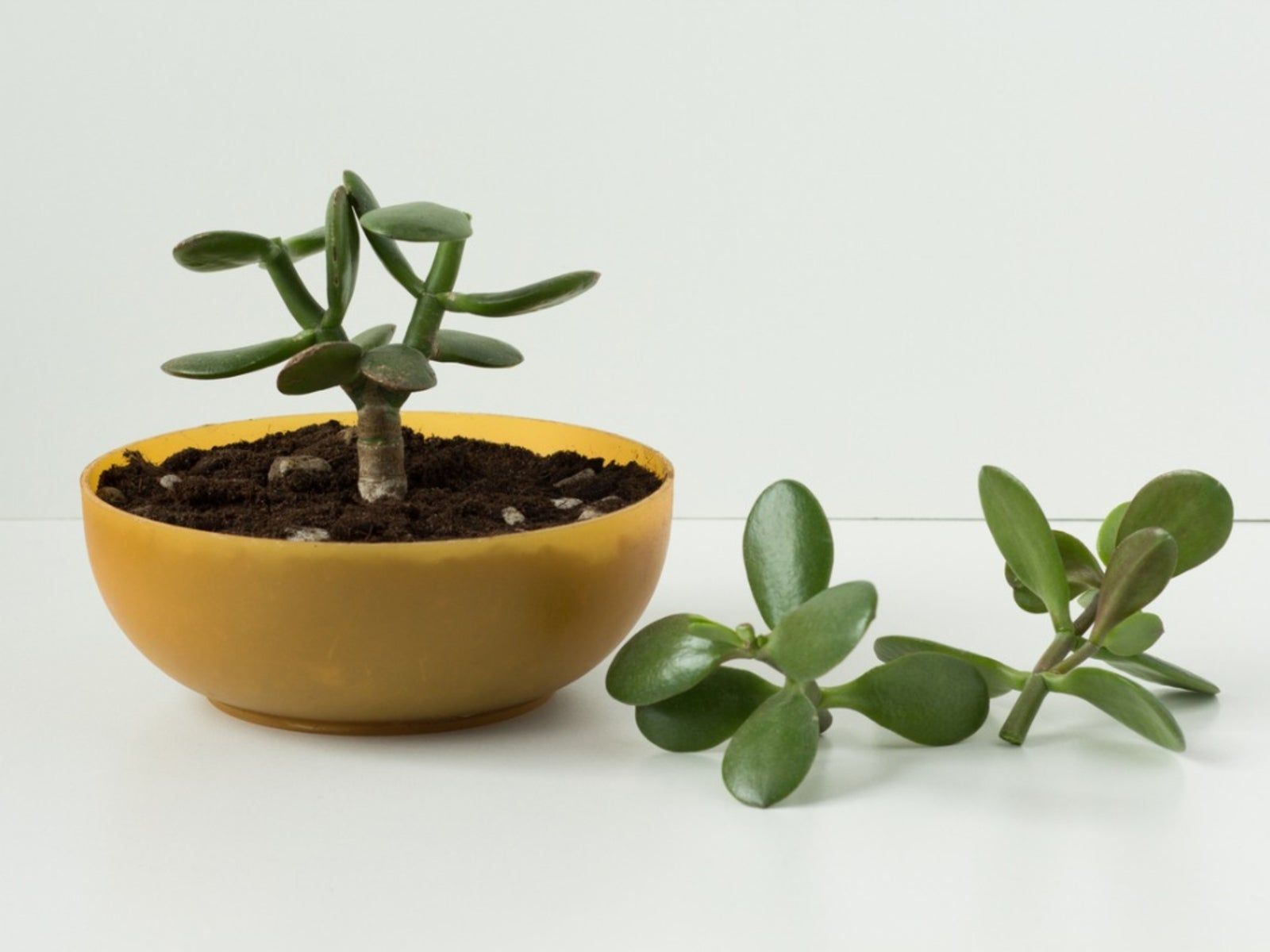 Rooting A Jade Plant: Starting A Jade Plant From A Cutting | Gardening ...