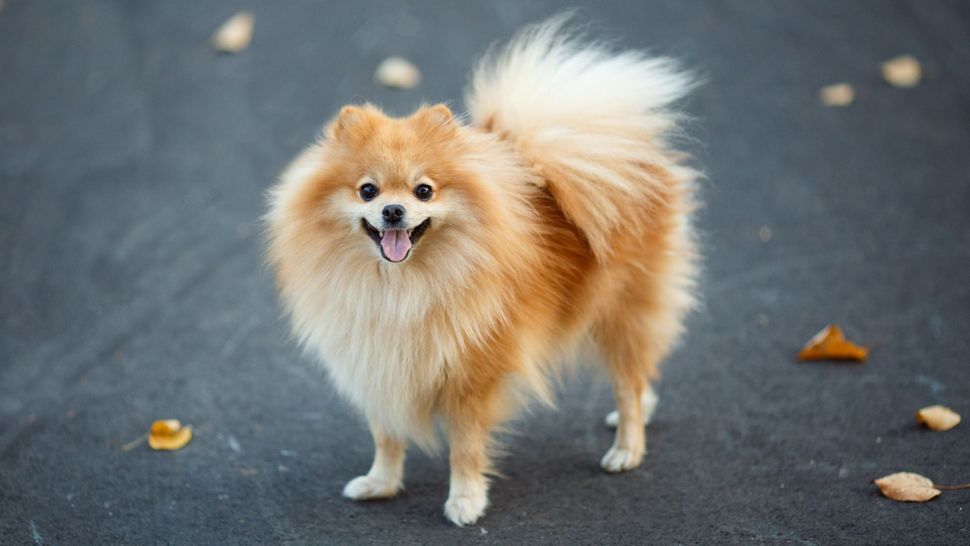 Small dog syndrome: What you need to know | PetsRadar