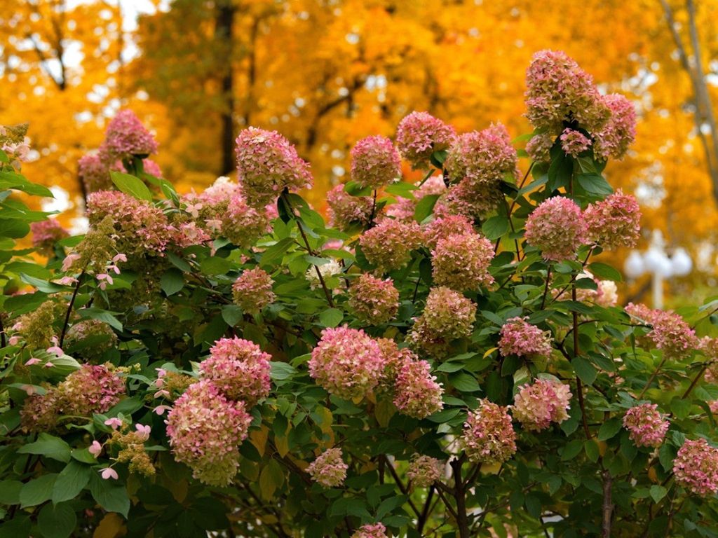 Best Fall Hydrangea Bushes For Late Season Blooms | Gardening Know How