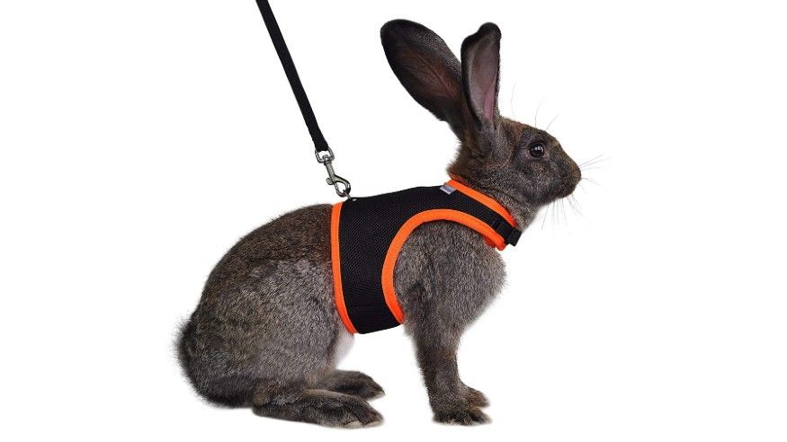 Best rabbit harness: Let them explore in safety | PetsRadar