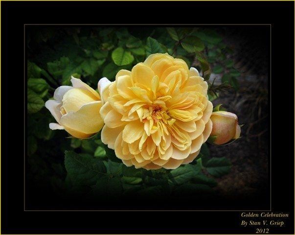 What Are Old English Roses | Gardening Know How