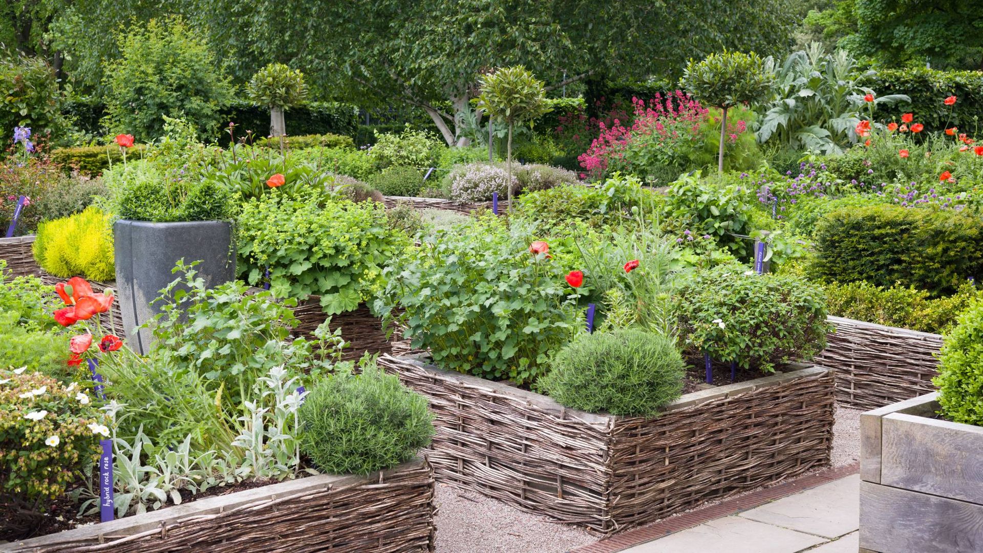4 Garden Plants Linked to Better Memory and Brain Health | Gardening ...