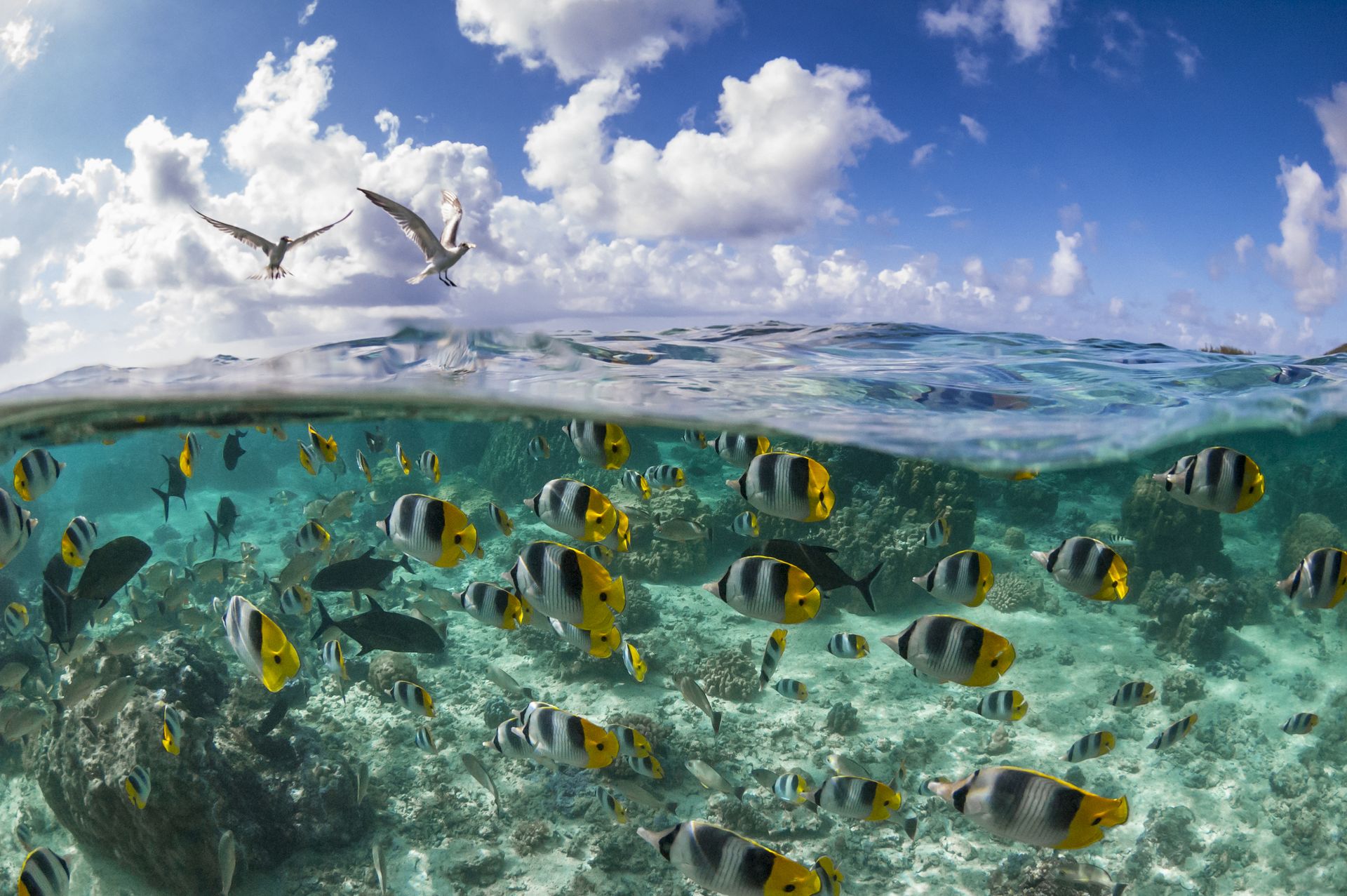 Under the sea: 50 breathtaking images from our oceans | Live Science
