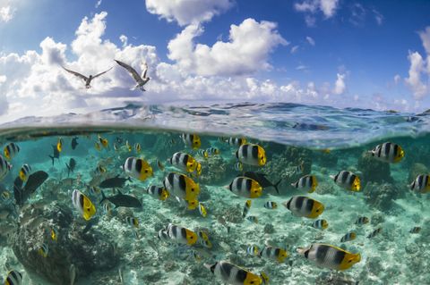 Under the sea: 50 breathtaking images from our oceans | Live Science