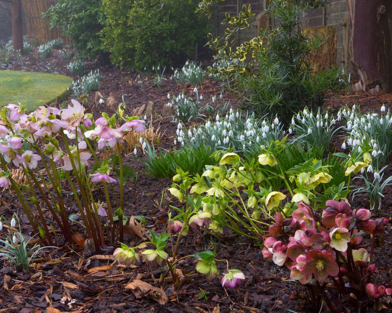 Woodland plants: 10 of the best for shady areas in a garden | Homes and ...