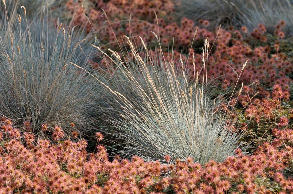 10 evergreen perennials you need in your garden now | Gardeningetc