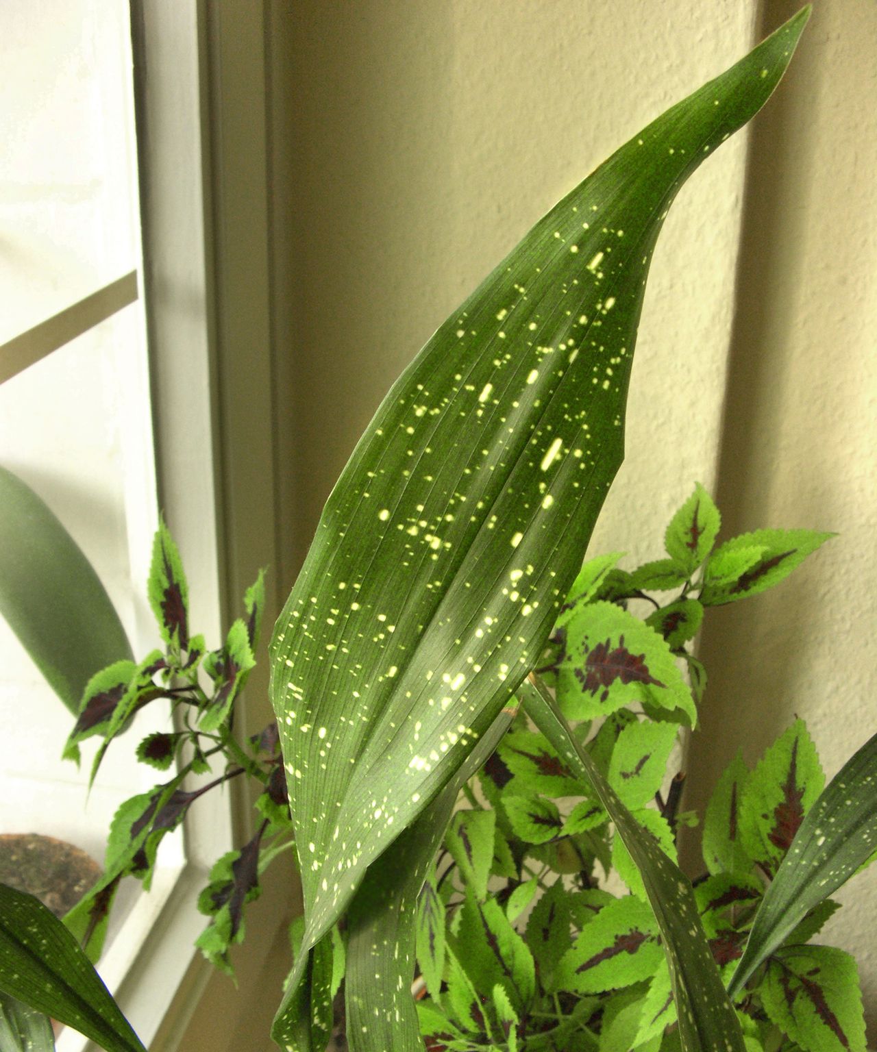 Aspidistra care and growing guide: our top expert tips | Gardeningetc
