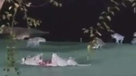 Watch As Lions And Crocodile Share Feast On Green Of ‘Wildest Course In ...