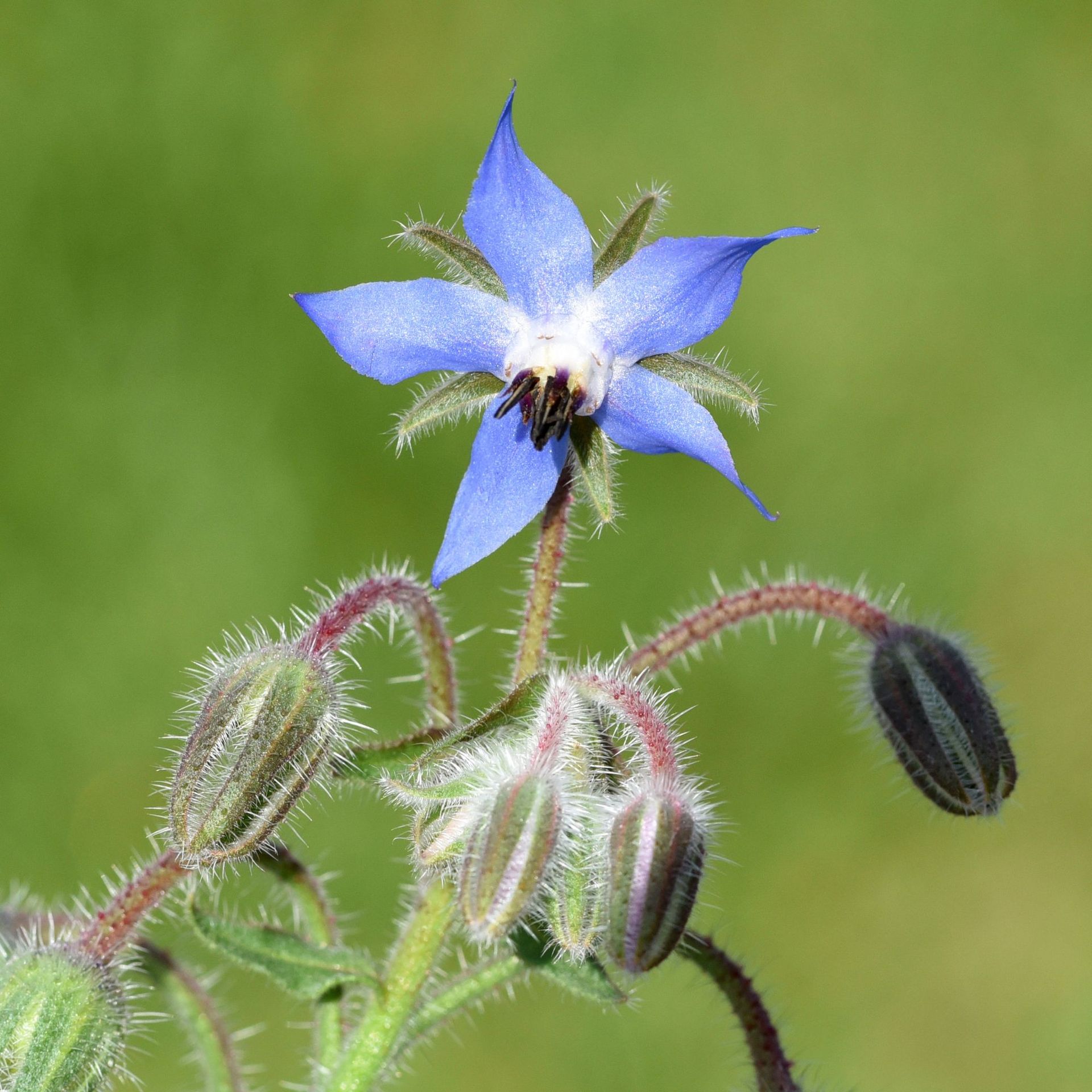 How to grow borage – planting, watering and harvesting | Ideal Home