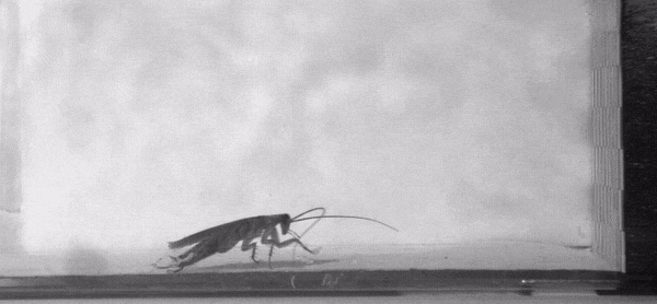 Roaches Parkour Up Walls by Using Their Heads — Literally | Live Science