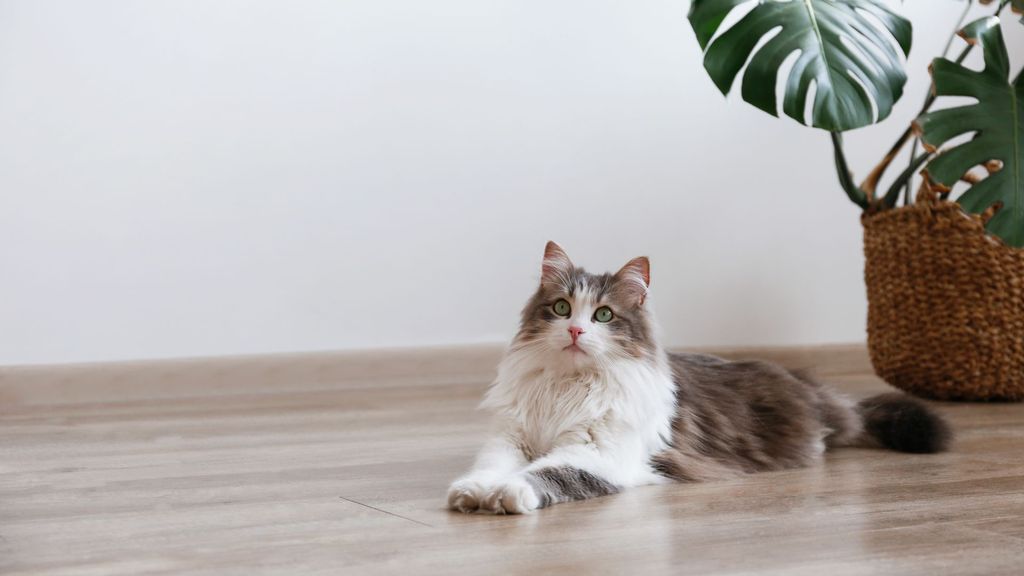 32 high-maintenance cat breeds | PetsRadar
