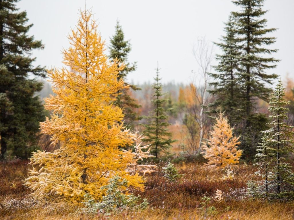 Growing Tamarack Trees: Information And Care For Tamarack Trees ...