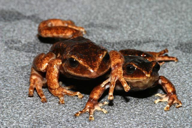 Photos: The New Amphibian Tree of Life: Page 2 | Live Science