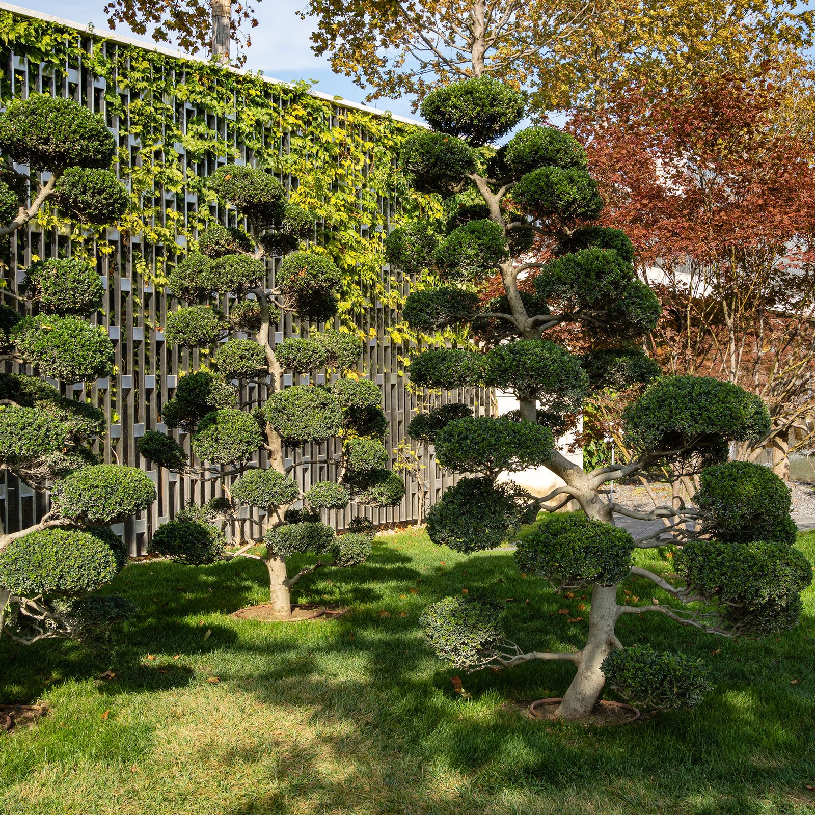 What is cloud pruning? Consider this your expert guide | Ideal Home