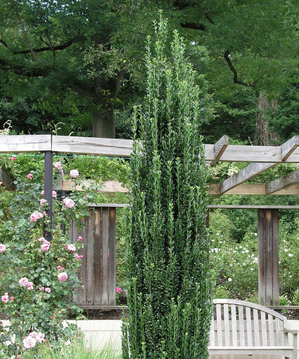 Best privacy trees for small backyards: 10 compact choices | Homes and ...