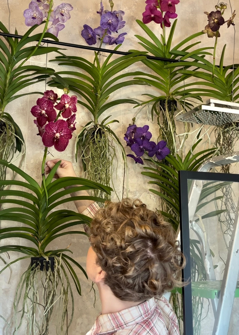 How to Hang Orchids in a Bathroom for a Tranquil Feel | Livingetc