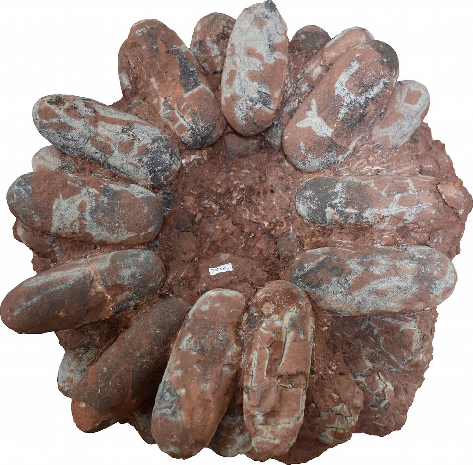 How 3,000-Pound Dinosaurs Sat on Eggs, But Didn't Crush Them | Live Science