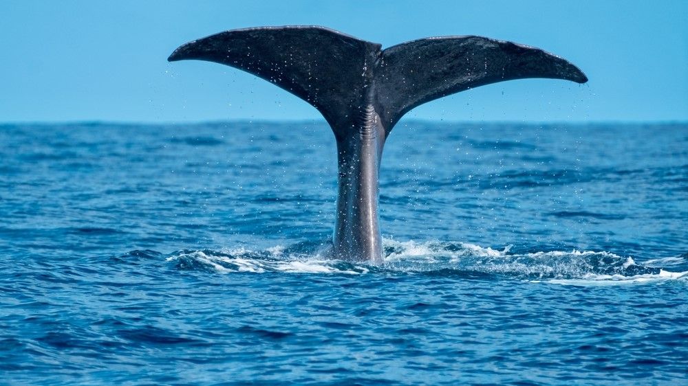 Real-life Moby Dick spotted off the coast of Jamaica | Live Science