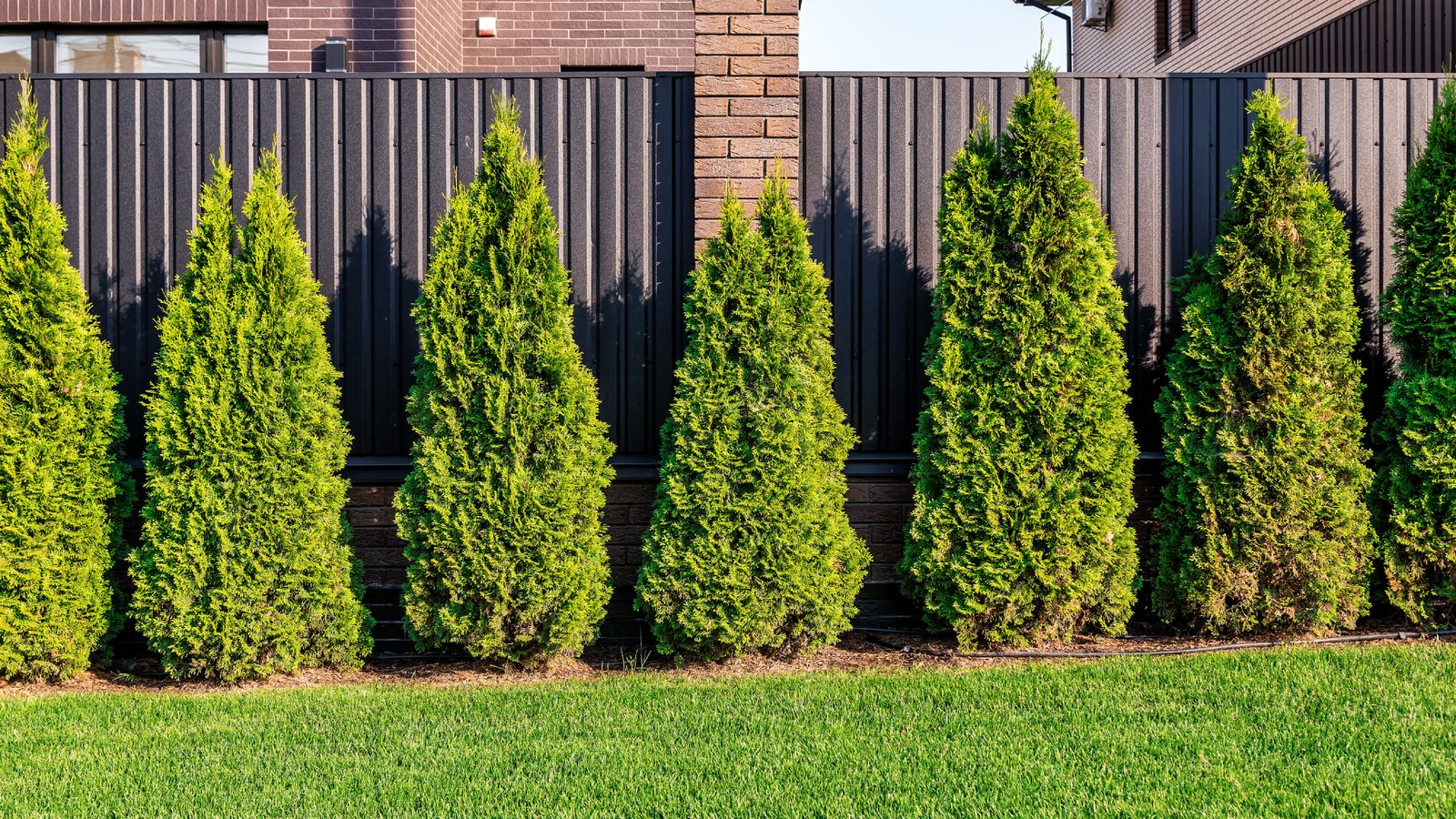 These 7 Stunning Trees That Are Perfect for Fence Lines | Gardening ...