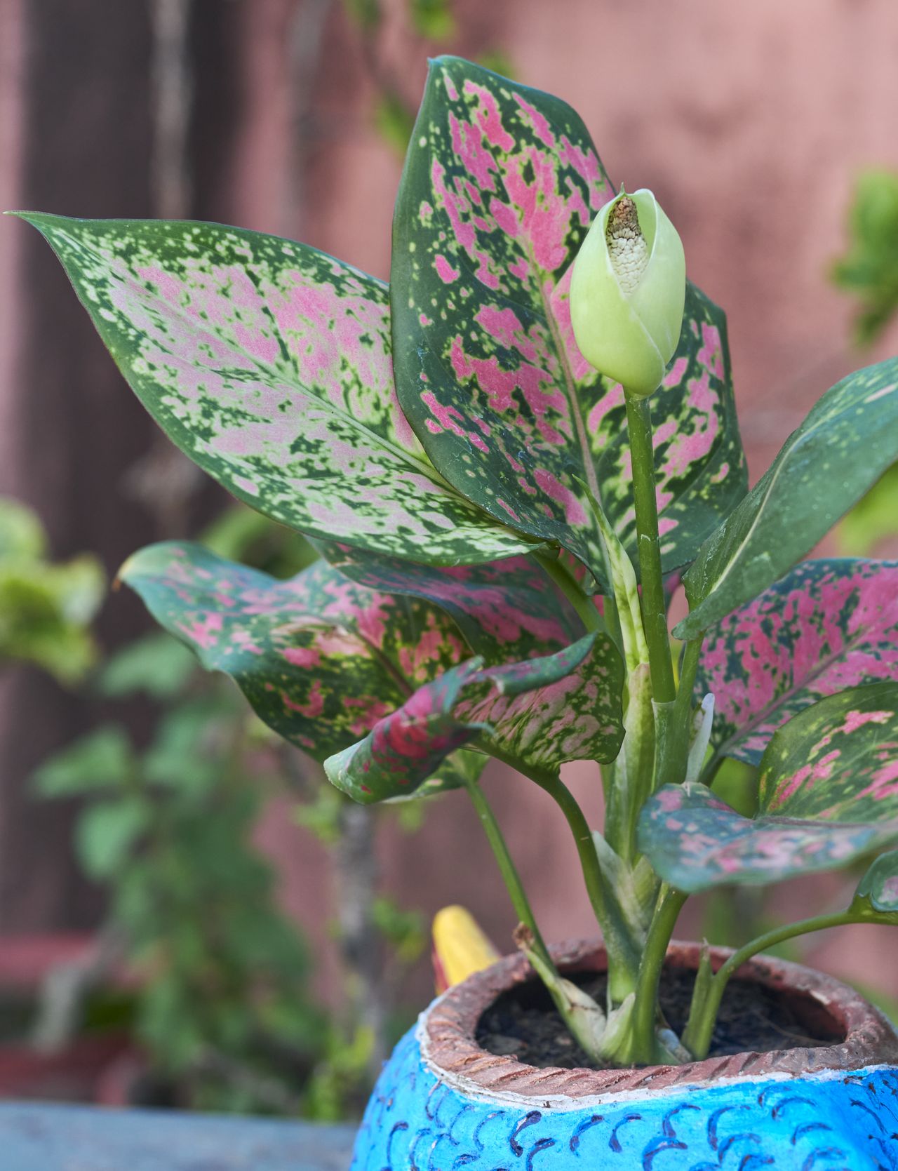 The 8 Most Beautiful Houseplants Designers Love to Use Most — "They ...