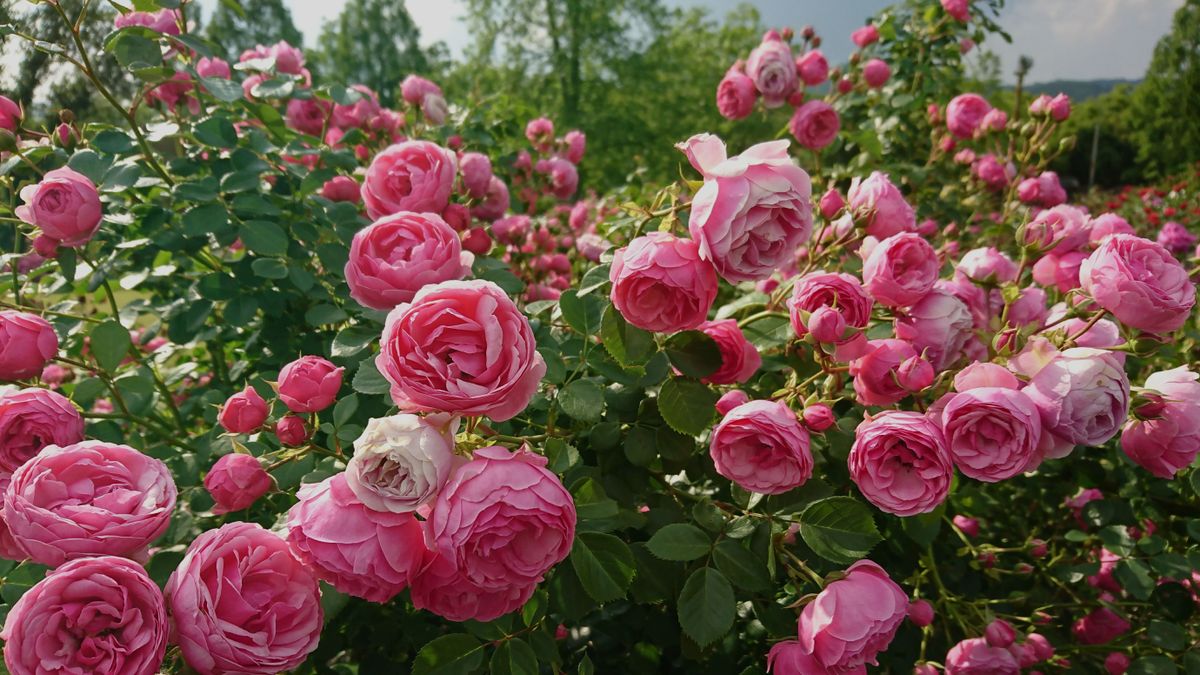 Roses are making waves on TikTok – here's what else is trending ...