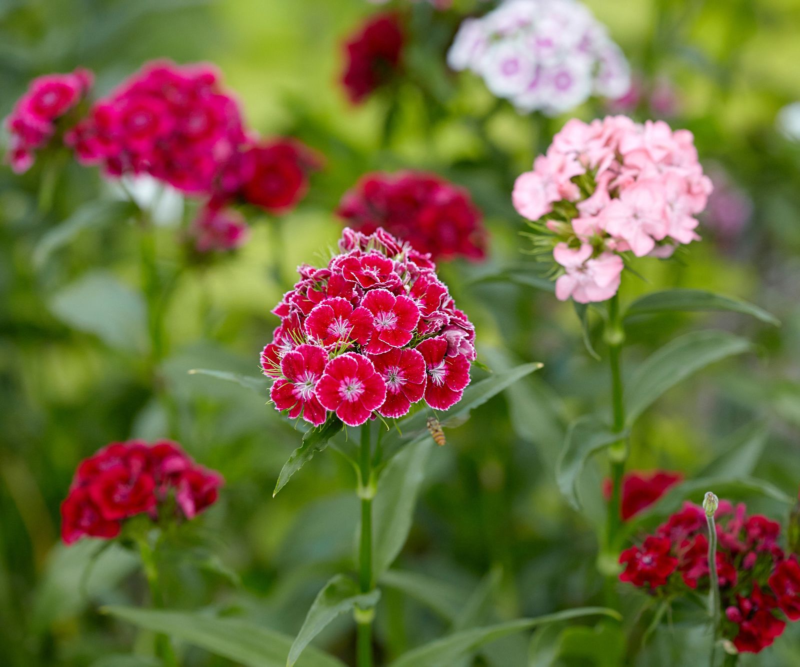 How to grow sweet William: Expert tips | Homes and Gardens
