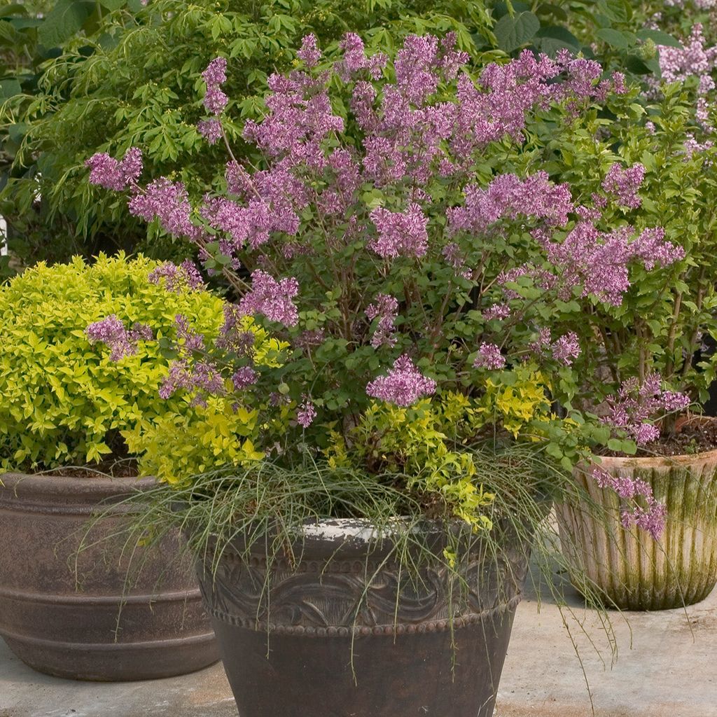 How to grow lilac in pots: for a fragrant garden shrub | Homes and Gardens