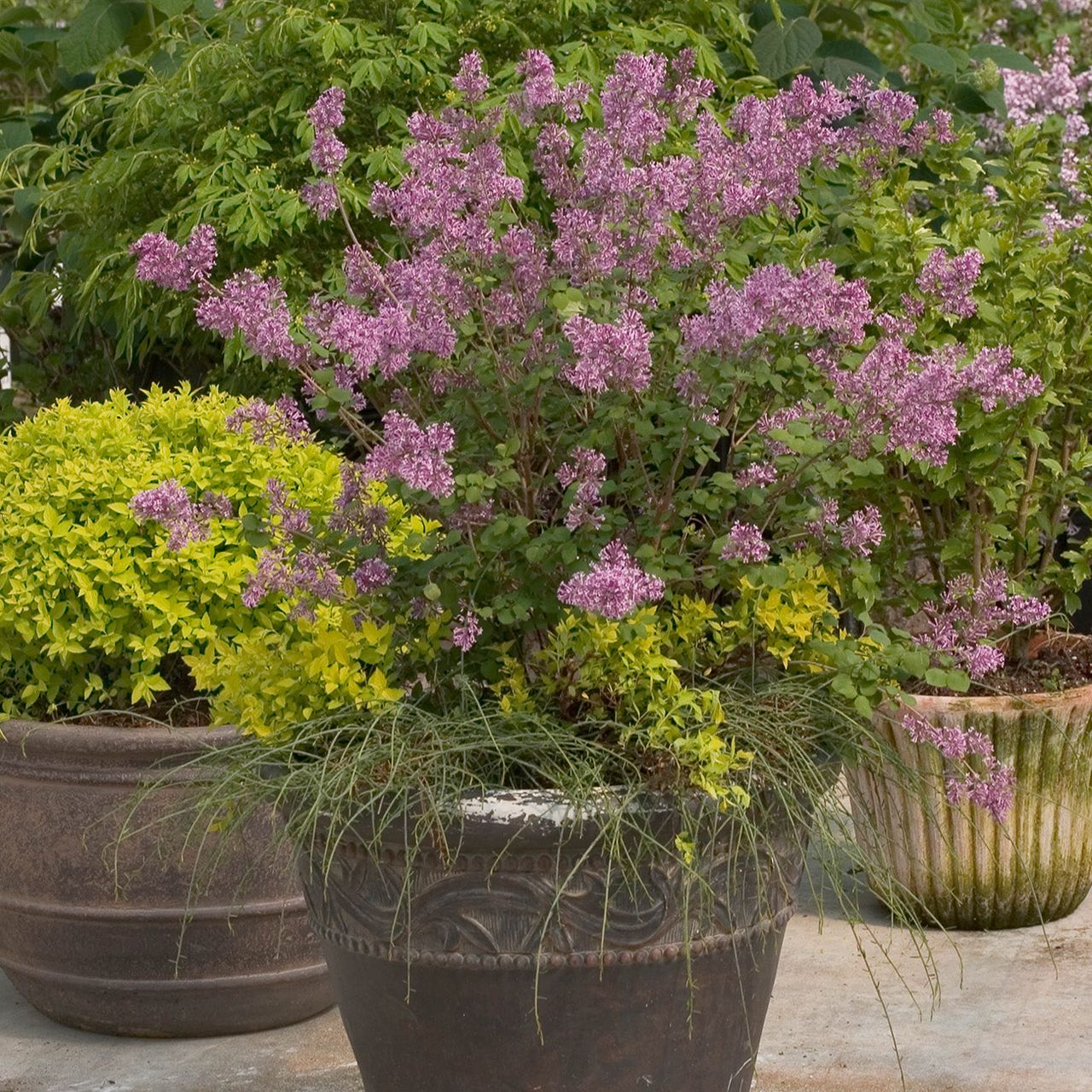 How to grow lilac in pots: for a fragrant garden shrub | Homes and Gardens
