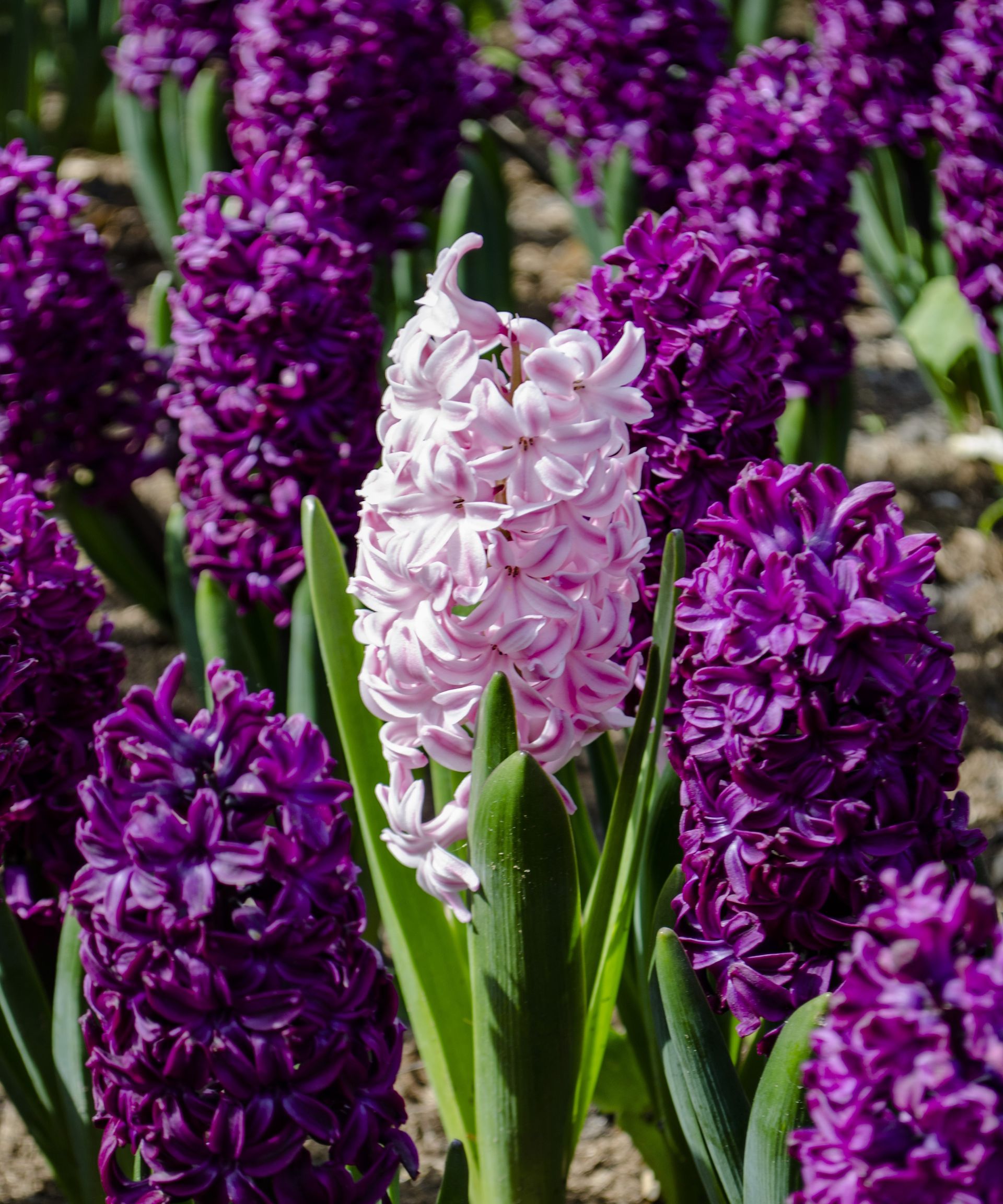 Best hyacinth varieties – 15 seasonal bulb choices | Homes and Gardens