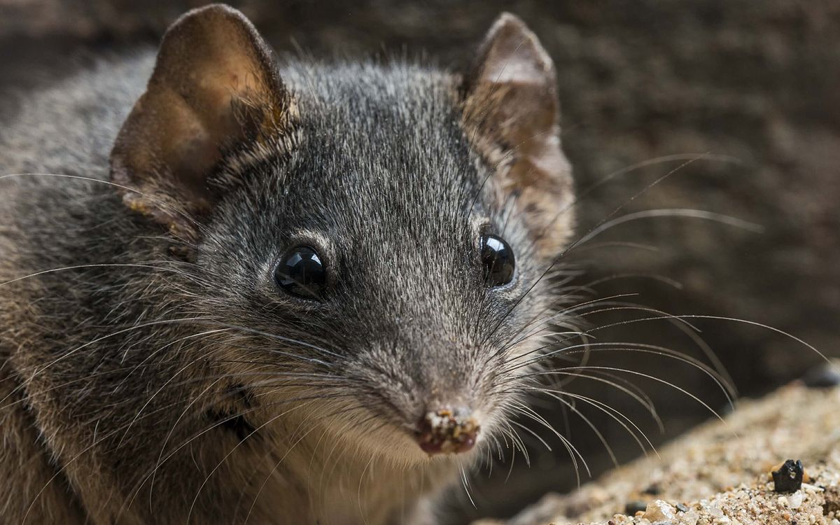 If These Tiny Marsupials' Marathon Mating Sessions Don't Kill Them ...