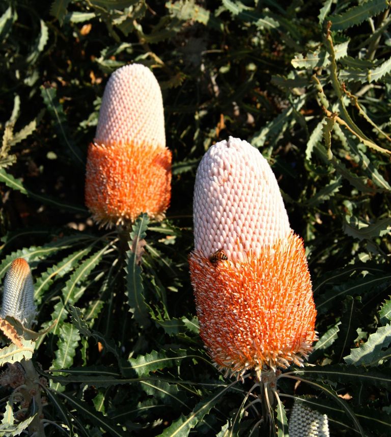 Banksia Plant Care: Information And Tips For Growing Banksias ...