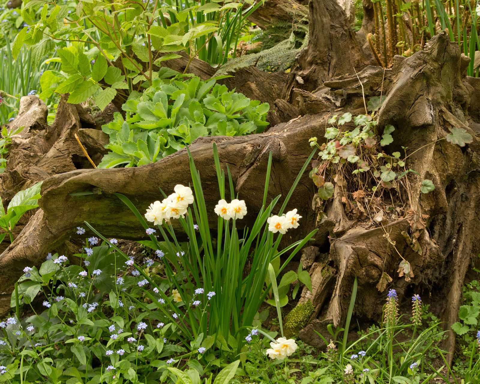 Landscaping with timbers: 12 ideas and tips for your plot | Gardeningetc