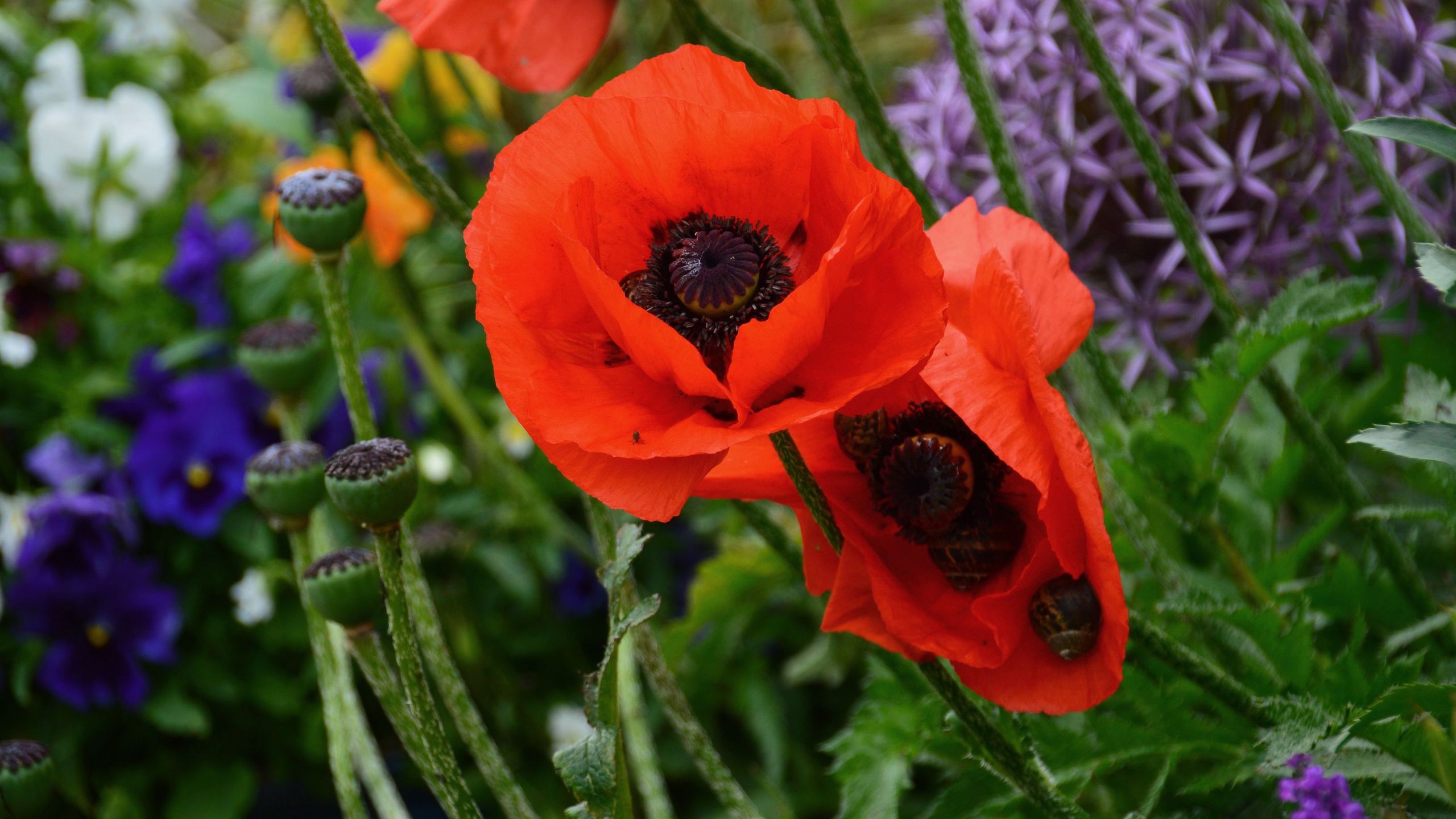 When to plant poppy seeds: an expert guide | Ideal Home