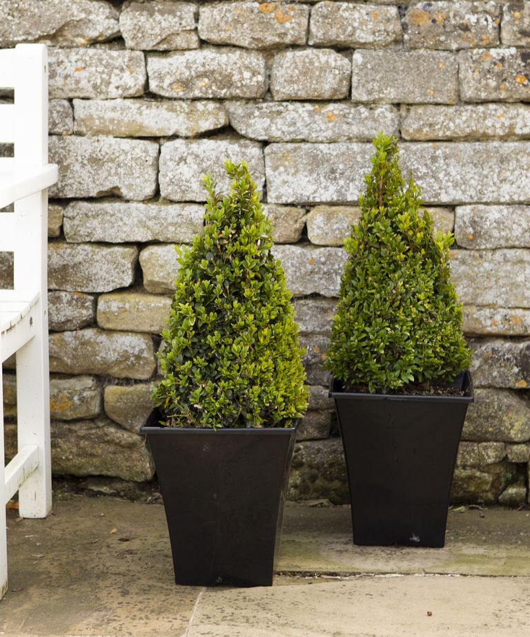 Topiary: a practical guide to this must-have garden trend | Gardeningetc