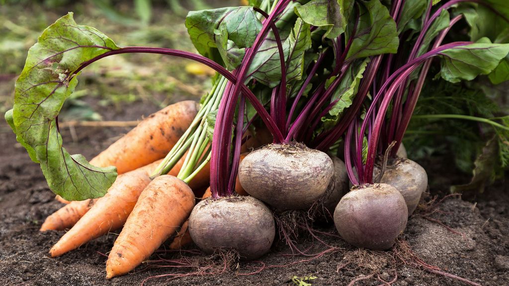 7 vegetables in plant in September for a thriving fall veg patch | Tom's Guide