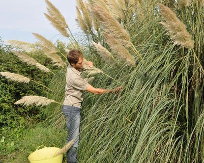 Pruning pampas grass: how and when to complete this task | Gardeningetc