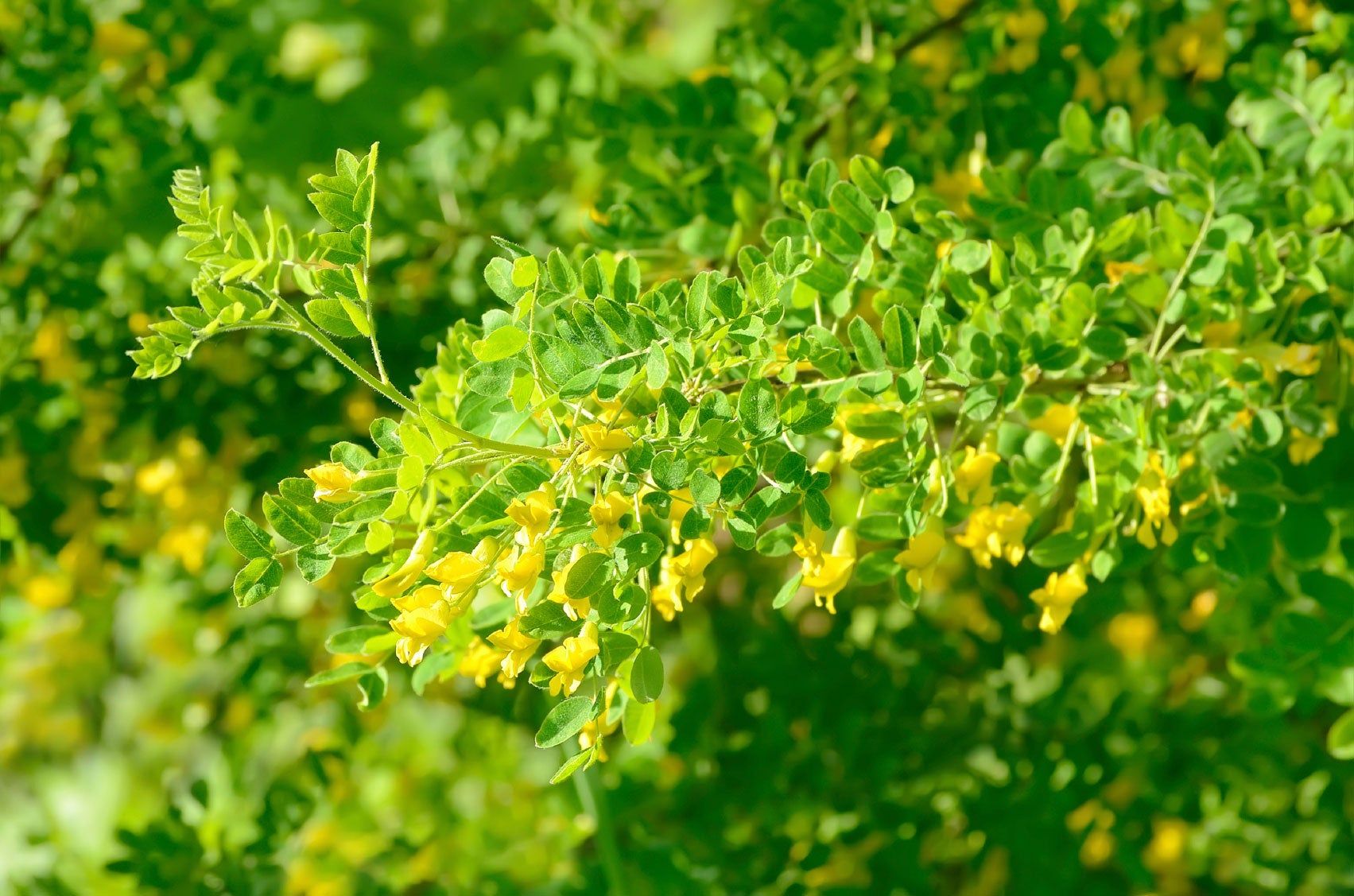 Siberian Pea Tree - Pea Tree Care And Growing Information | Gardening ...