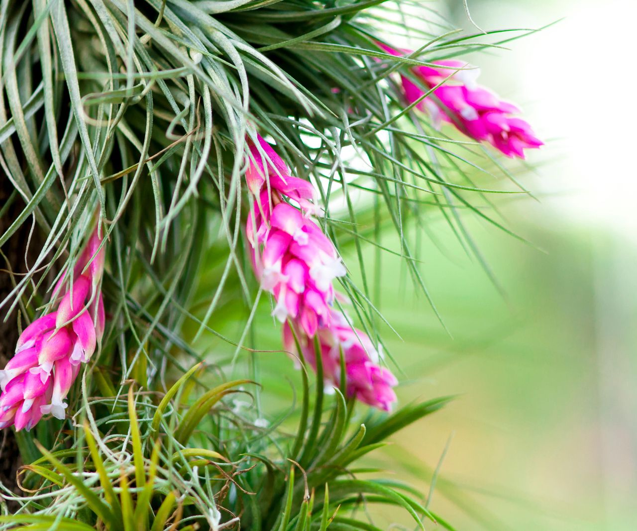 Types of air plants: 8 varieties and how to care for them | Homes and ...