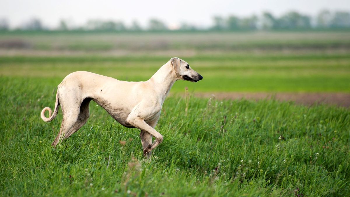 What is a sighthound? 29 sighthound breeds and what you need to know ...