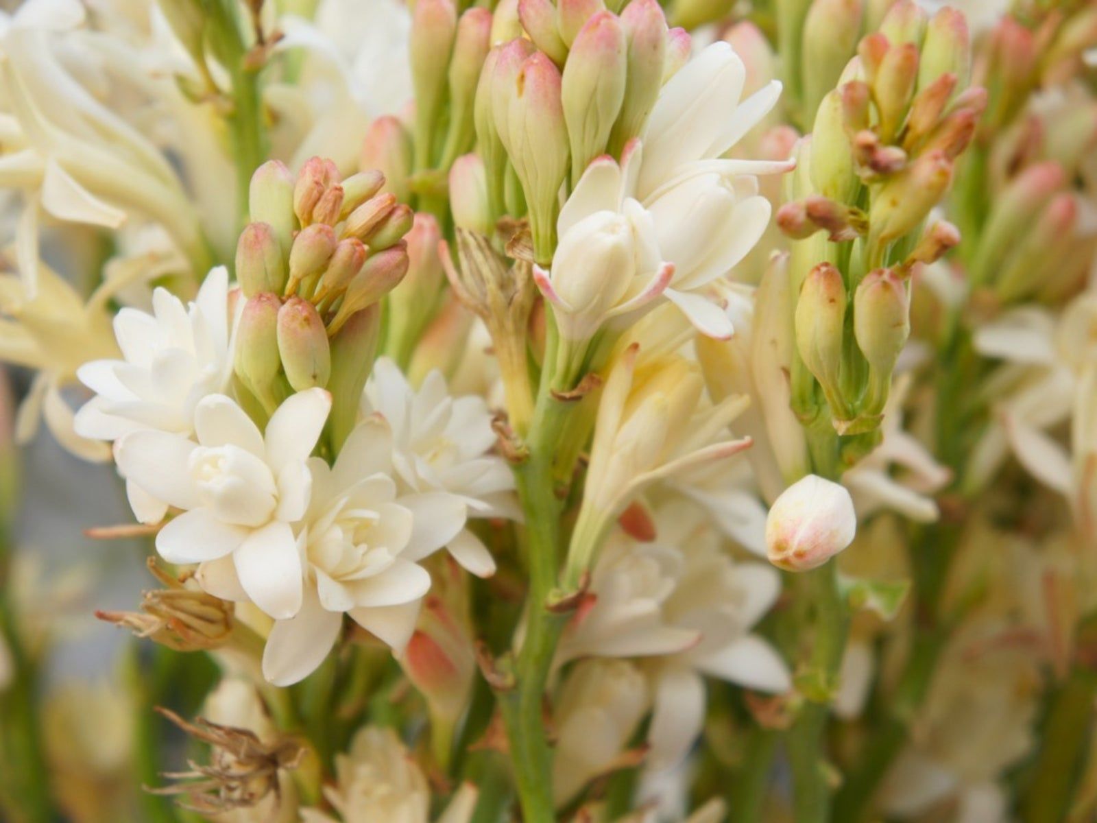 Polianthes Tuberosa Care - How To Grow Tuberose Bulbs | Gardening Know How