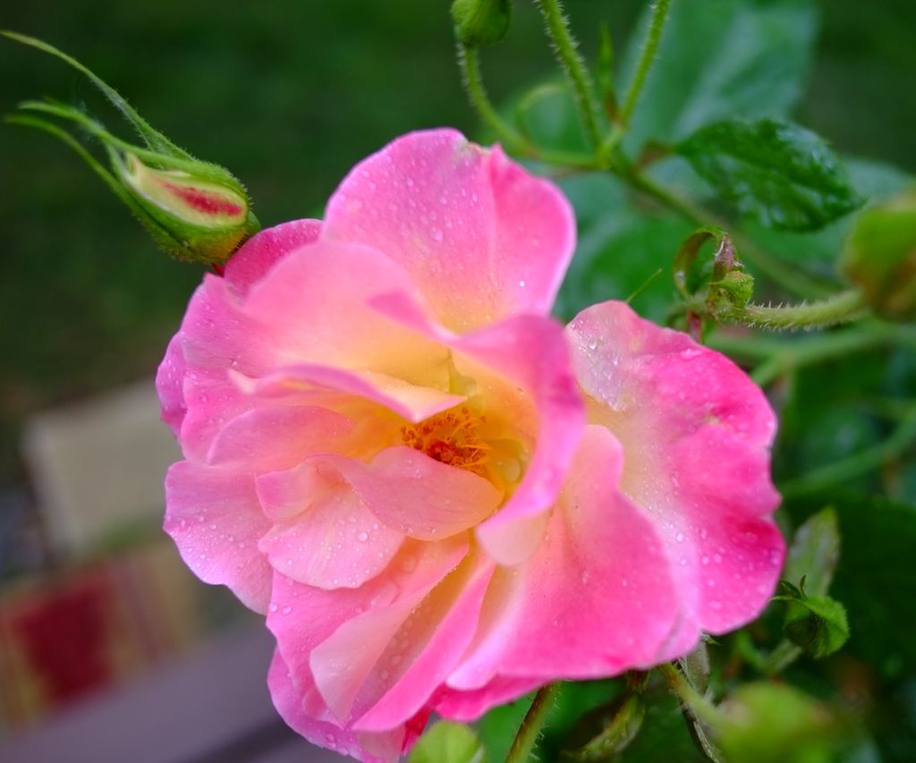 Best climbing roses: 12 romantic plants for scent and color | Homes and ...