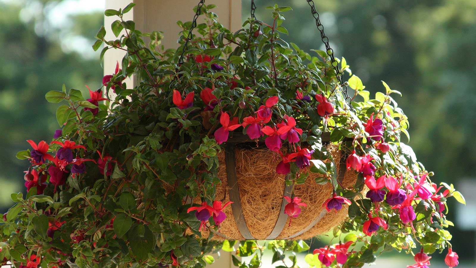 How To Care For Fuchsias In A Hanging Basket Top Tips Homes And Gardens How To Care For Fuchsias In A Hanging Basket Top Tips Homes And Gardens