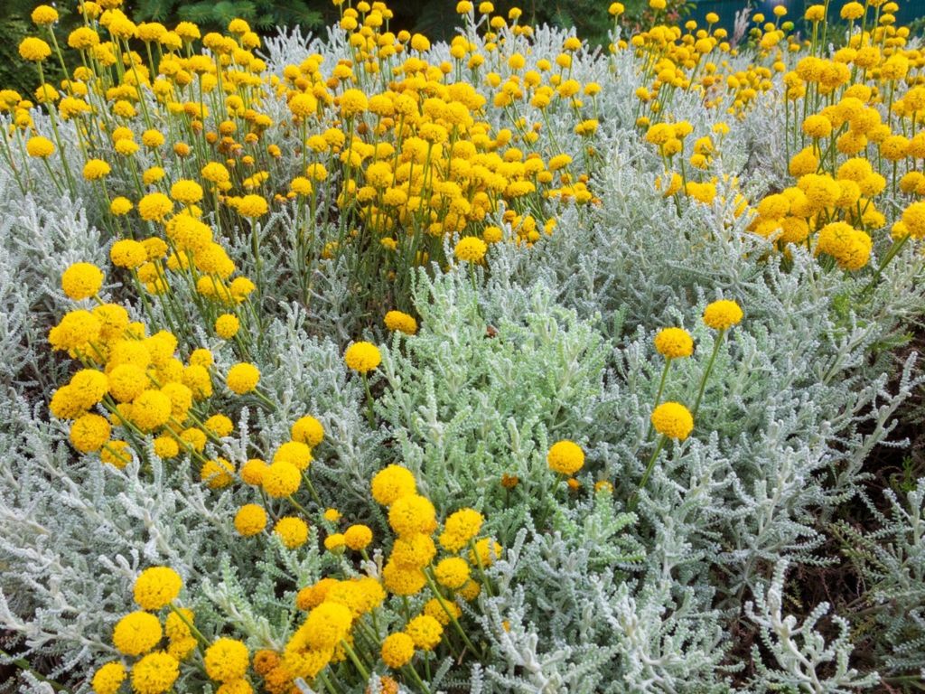 Santolina Herb Plants - How To Use Santolina In The Garden | Gardening ...