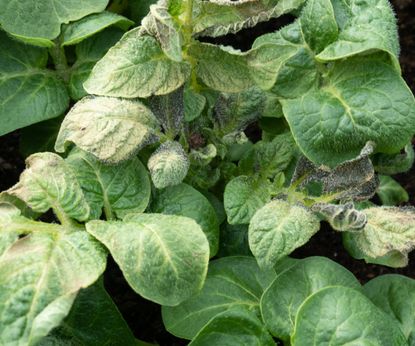 Potato growing problems: common issues and how to avoid them | Homes ...